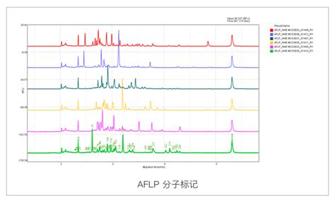毛细管电泳在 Dna 指纹图谱分析中的应用