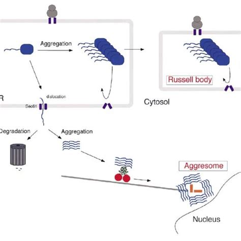 Cellular Indigestion Dislocation And Degradation Are Critical Steps