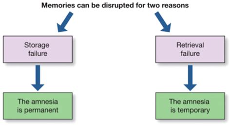 Lecture 7 Neur 3144 Flashcards Quizlet