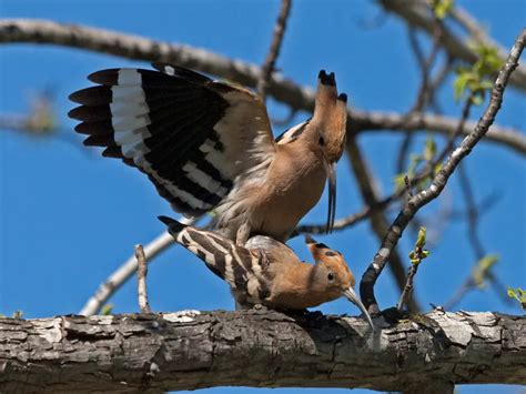 How Do Birds Mate Secrets Of Their Love Lives Revealed Peckperk