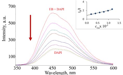 Emission Spectra Of Dapi Bound To Dna In The Presence Of Download Scientific Diagram
