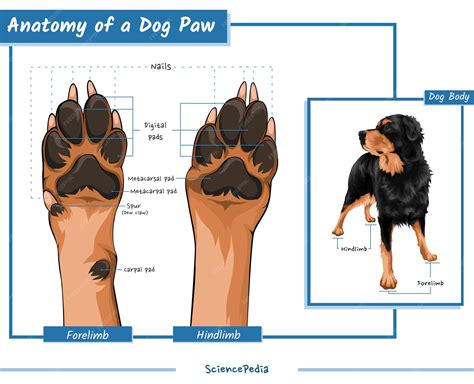 Anatomia De Uma Pata De Cachorro Vetor Premium