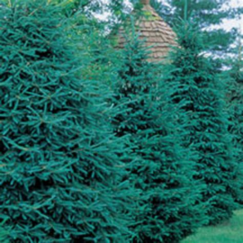 Evergreen Wind Break Shrubs 1500x1000