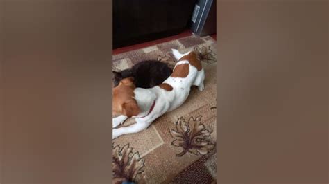 Друзья на век Youtube