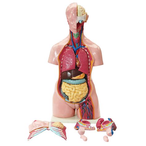 Wholesale Human Anatomical Torso 85cm Model Dual Sex Anatomical Human