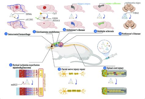 Application Of Tfna Based Nanomaterials In Neurological Disorders Download Scientific Diagram