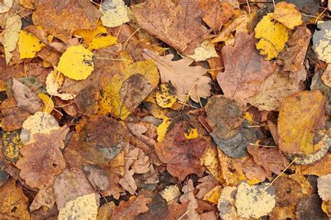 Autumn Texture Stock Photos Images And Backgrounds For Free Download