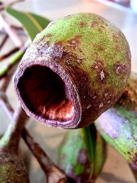 Gumnut Australian Native Free Photo On Pixabay Pixabay
