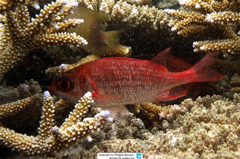 Sargocentron Punctatissimum Speckled Squirrelfish Whitespotted Squirrelfish