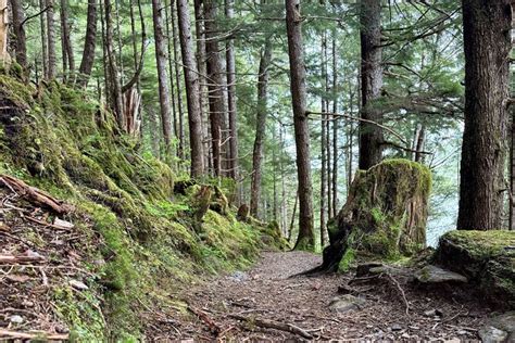 Explore Tongass National Forest On Connell Lake Trail Hike