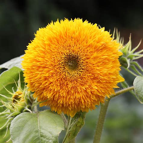 Sunflower Giant Teddy Bear Plantnmore