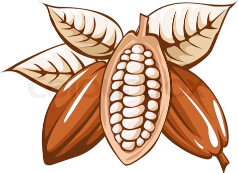 Cocoa Bean Stock Vector Colourbox
