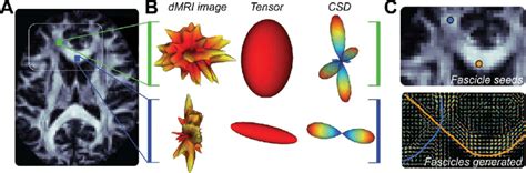 Relationship Between Dmri Signals Voxel Models Of Diffusion And