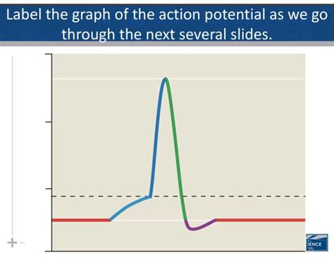 Label The Action Potential Graph — Printable Worksheet