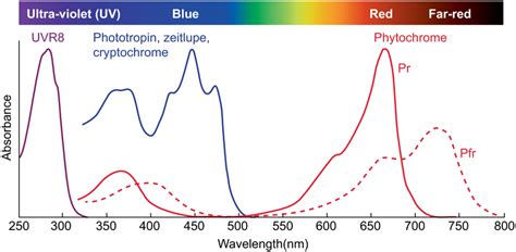 Plant Photoreceptors And Their Wavelength Dependency Download