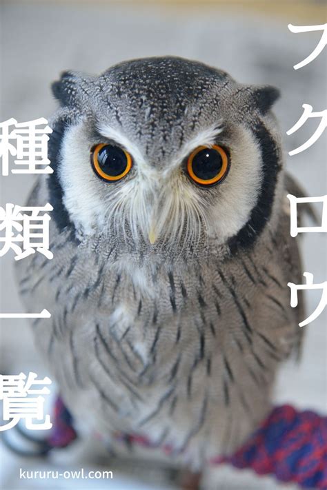 飼えるフクロウの種類一覧 フクロウアート フクロウ フクロウ イラスト