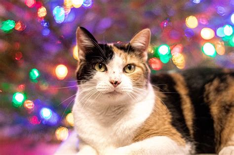 Holiday Photos With Luna Samwise And Jaina Album On Imgur