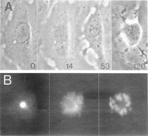 Figure 1 From The Nuclear Mitotic Apparatus Protein Is Important In The