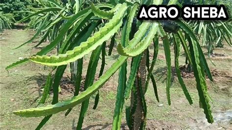 👉ড্রাগণ চাষে কোন কোন পরিচর্যার মাধ্যমে বেশি ফুল ফল পাওয়া যাবে👈 Youtube