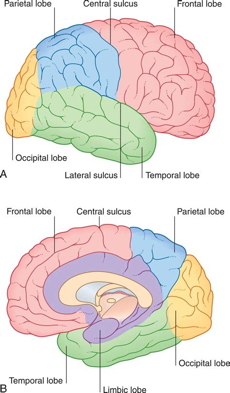 Cerebral Topography Clinical Tree