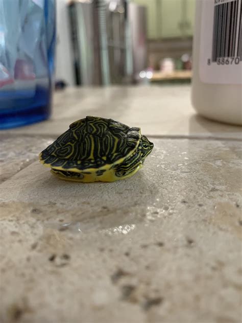 Is This A Map Turtle R Turtle