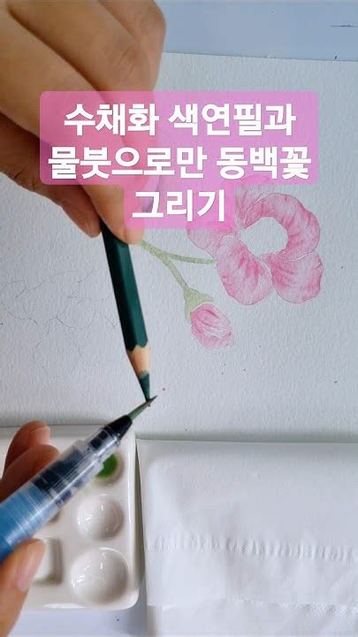 수채화 색연필로 동백꽃 그리기 Watercolor 수채화 Art Youtube