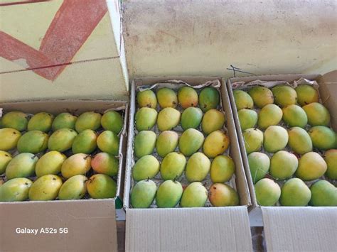 Organic Fresh Devgad Hapus Mango For Human Consumption At Rs 800 In
