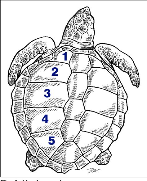 Sea Turtle Shell Anatomy