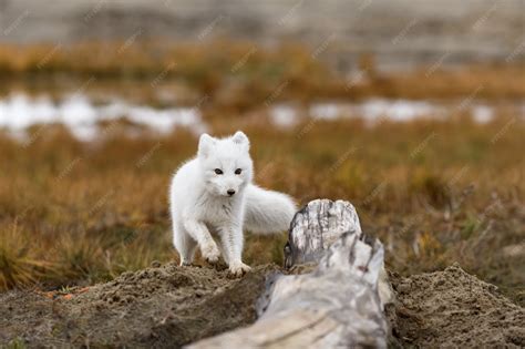 Zorro ártico Vulpes Lagopus En La Tundra Salvaje Zorro ártico En La