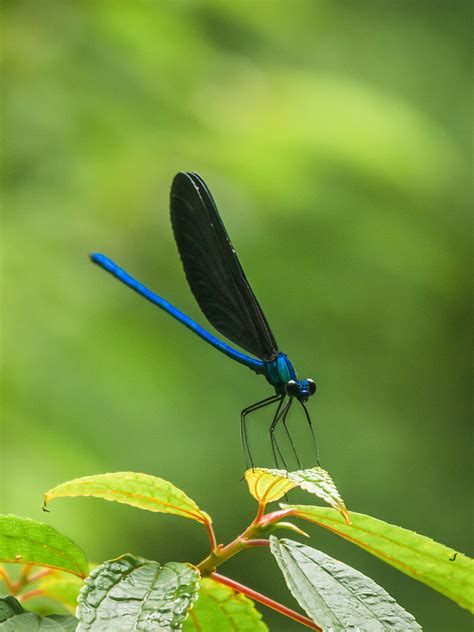 tower record 藍色豆娘 Blue Damselfly 白痣珈蟌 Matrona cyanoptera Hamalainen