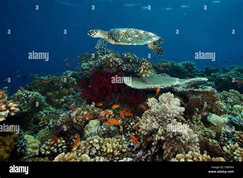 Sea Turtles Habitat