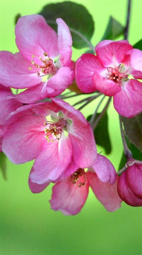 Сакура на рабочий стол · 1080x1920 Iphone 6s 7 8 бесплатная фотография от Photomonstr