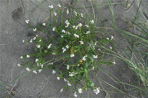 Føroyskar Blómur Faroese Flowers Flickr