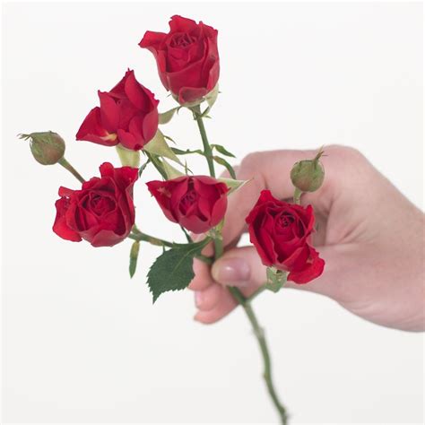 Red Spray Rose Flower Diy Wedding Flowers Flower Moxie Spray