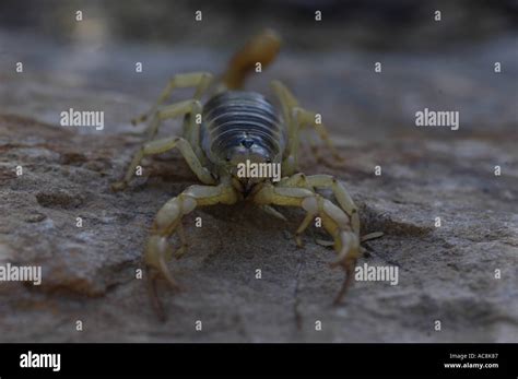 Giant Hairy Scorpion Hadrurus Arizonensis Low Desert Scrub Habitat Yuma