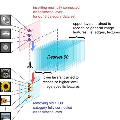 Phase Ii Network A Schematic Of The Transfer Learning Workflow Used To