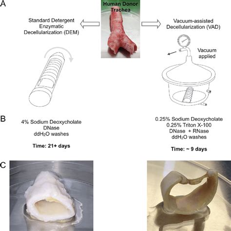 Schematic Comparison Of The Human Tracheal Decellularization Techniques Download Scientific