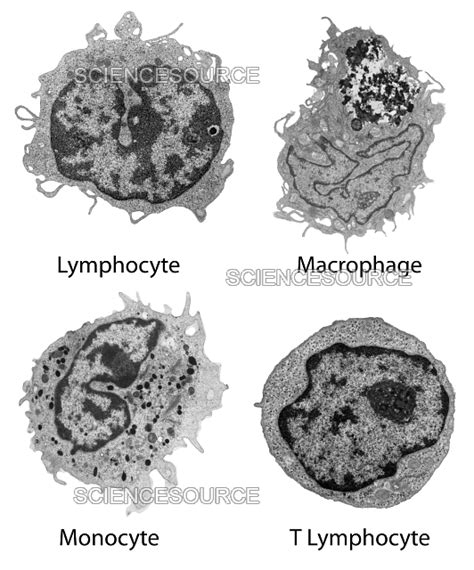 White Blood Cells Tem Stock Image Science Source Images