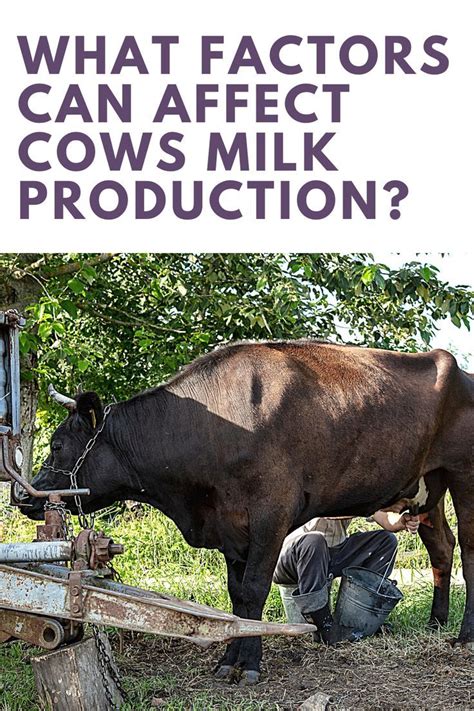 Factors Affecting Milk Production In Cows
