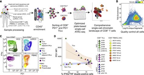 Integrated Single Cell Profiling Dissects Cell State Specific Enhancer