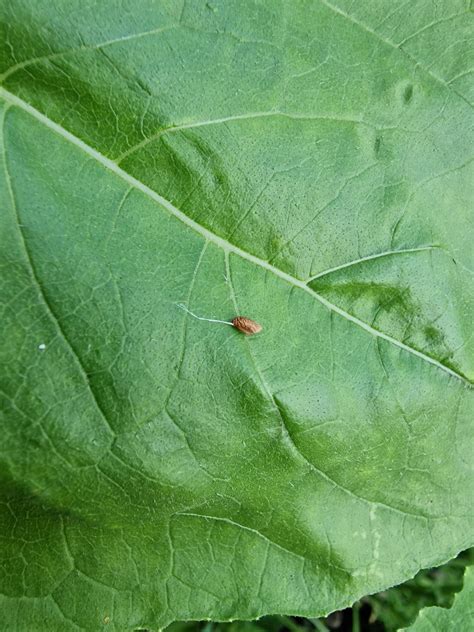 Insect Egg Id Please R Entomology