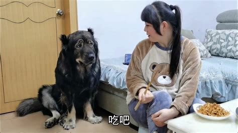 凶猛的高加索有一颗温柔的心还有一点傲娇，喜欢在主人手里吃东西 Youtube
