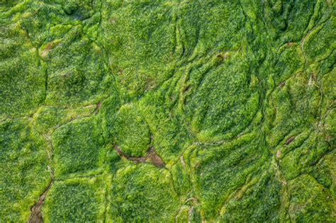 Guide To Algae Colors Understanding Types And Algae Impact