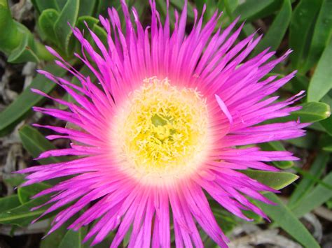 Nature Chothia Flickr