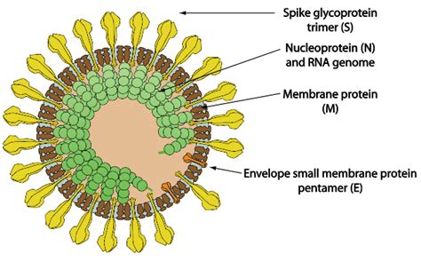Sars Virus Structure