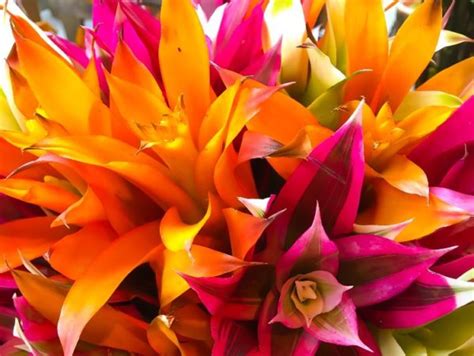 グズマニアの育て方植え替えや株分けの仕方は