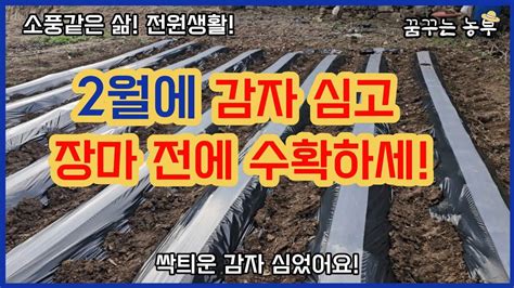 꿈꾸는 농부 2월에 싹틔운 씨감자 심고 6월 장마 전에 수확 방법감자 심는 방법비닐 멀칭하는 방법전원생활감자재배텃밭농부도시농부주말농장꿈꾸는텃밭은퇴생활
