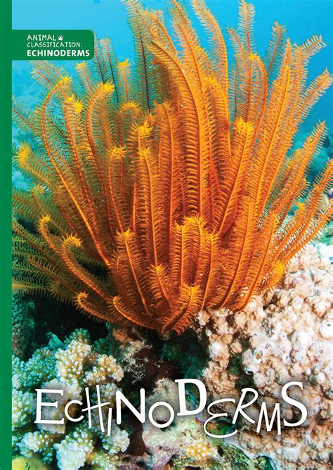 Echinoderm Animal Classification Booklife Publishing
