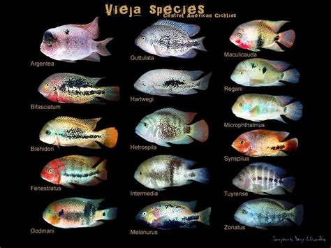 American Cichlids Types
