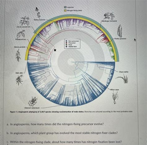 Solved Figure Angiosperm Phylogeny Of Species Chegg